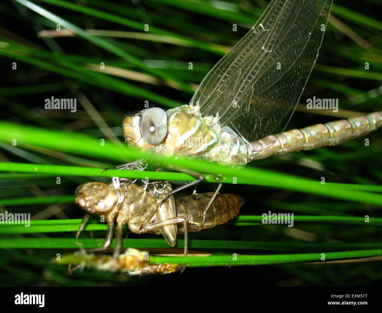 A dragonfly undergoes molting in the Coconino National Forest, symbolizing the forest's vibrant ...