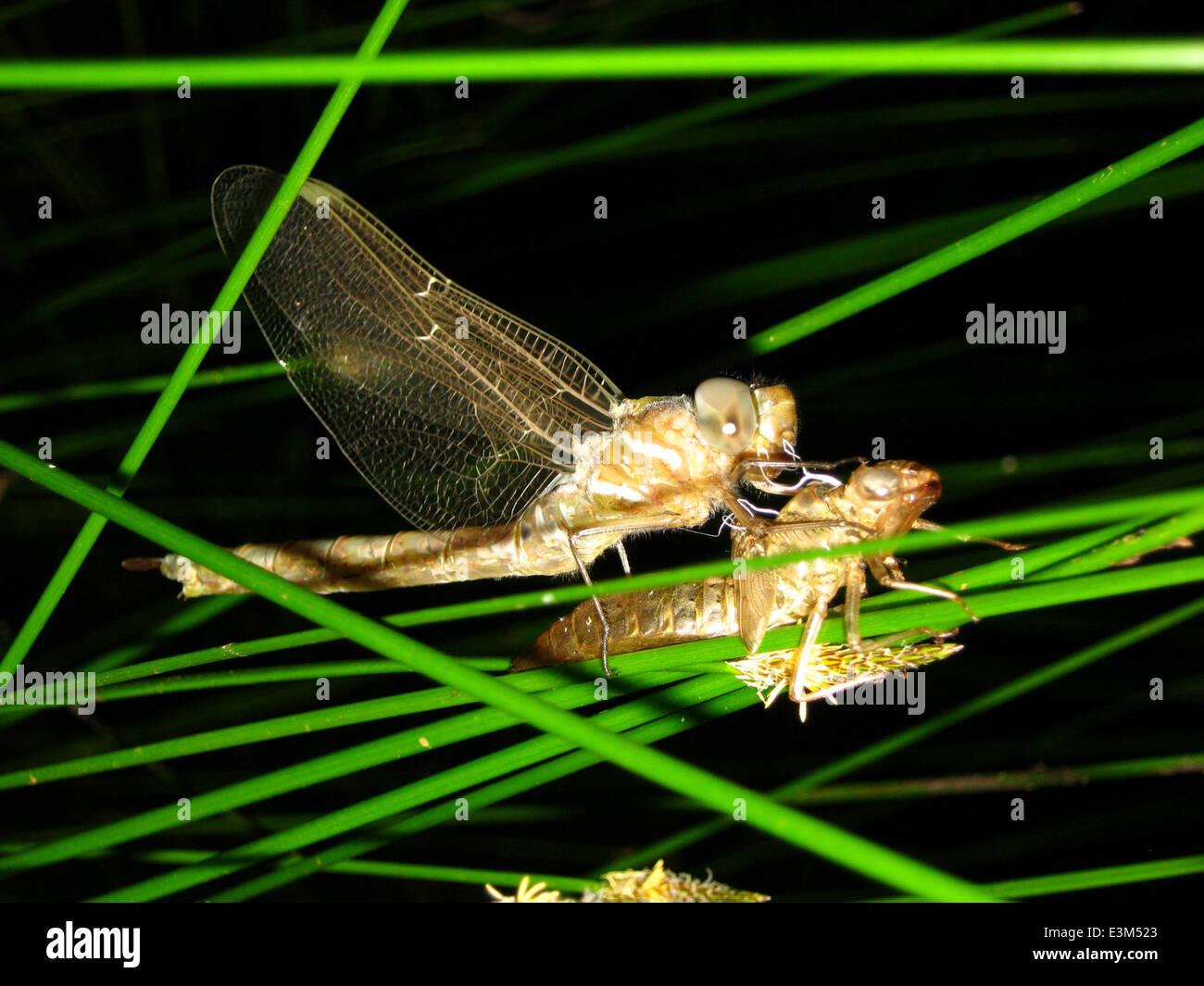 Dragonfly life cycle hi-res stock photography and images - Alamy