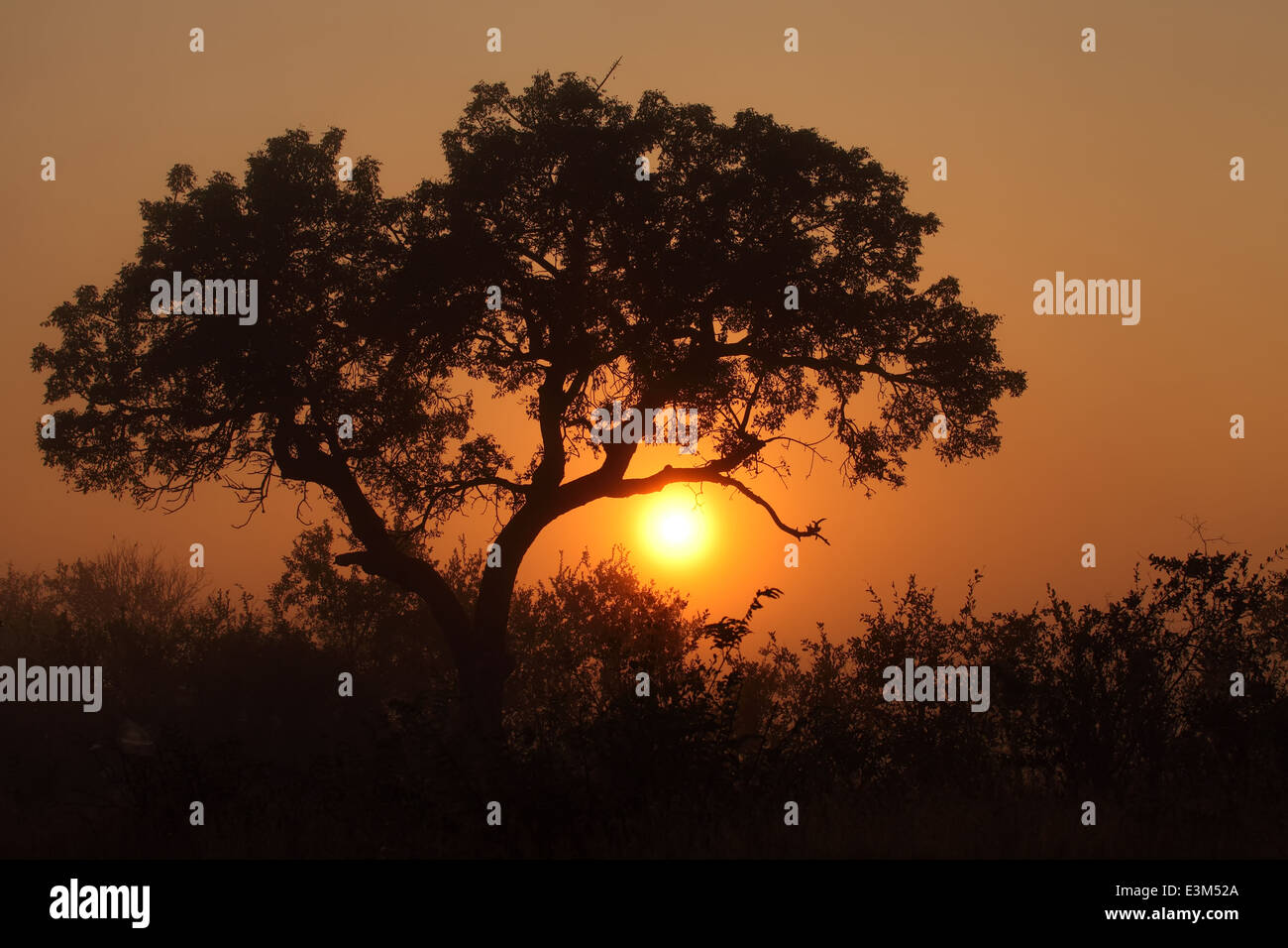 Sunrise over the African bushveldt Stock Photo - Alamy