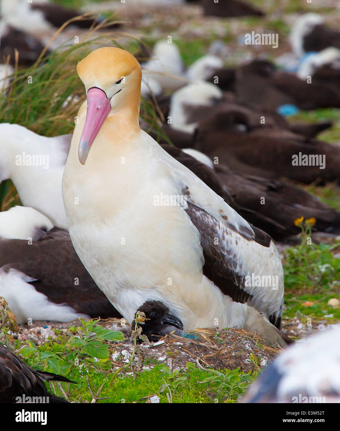 The male Short-tailed Albatross is seen alongside its chick on an atoll ...