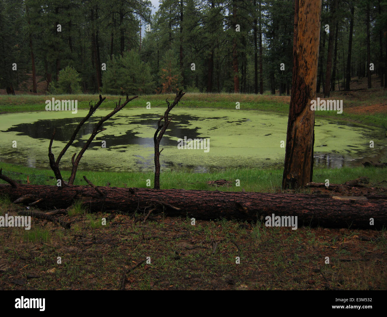 Forest Water Tank Stock Photo - Alamy