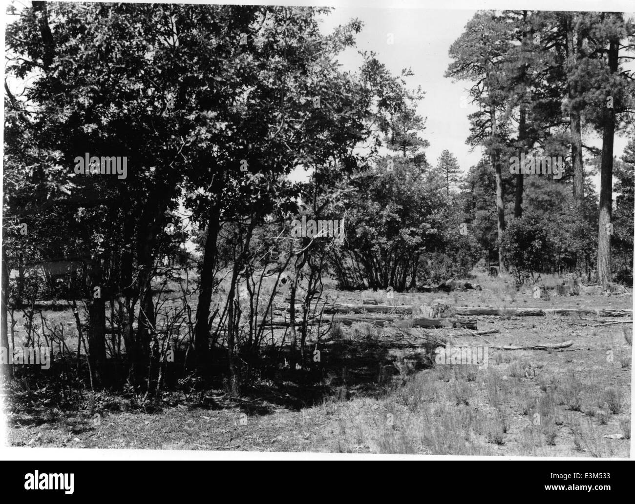 Oak national park Black and White Stock Photos & Images - Alamy