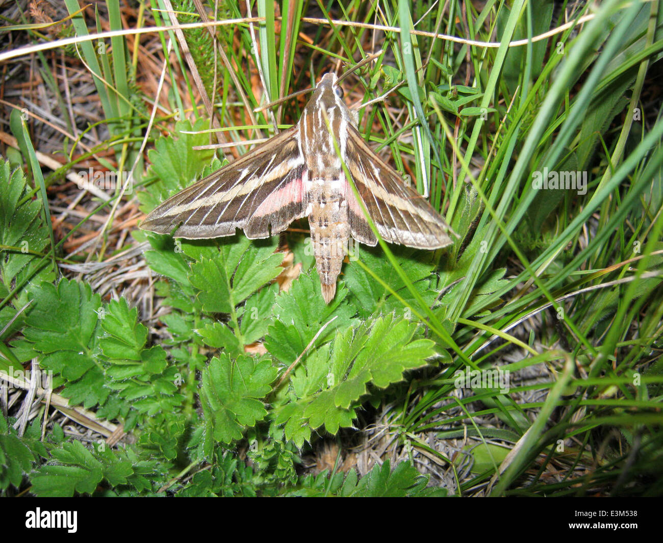 The Moth species in Coconino National Forest, located in Northern ...