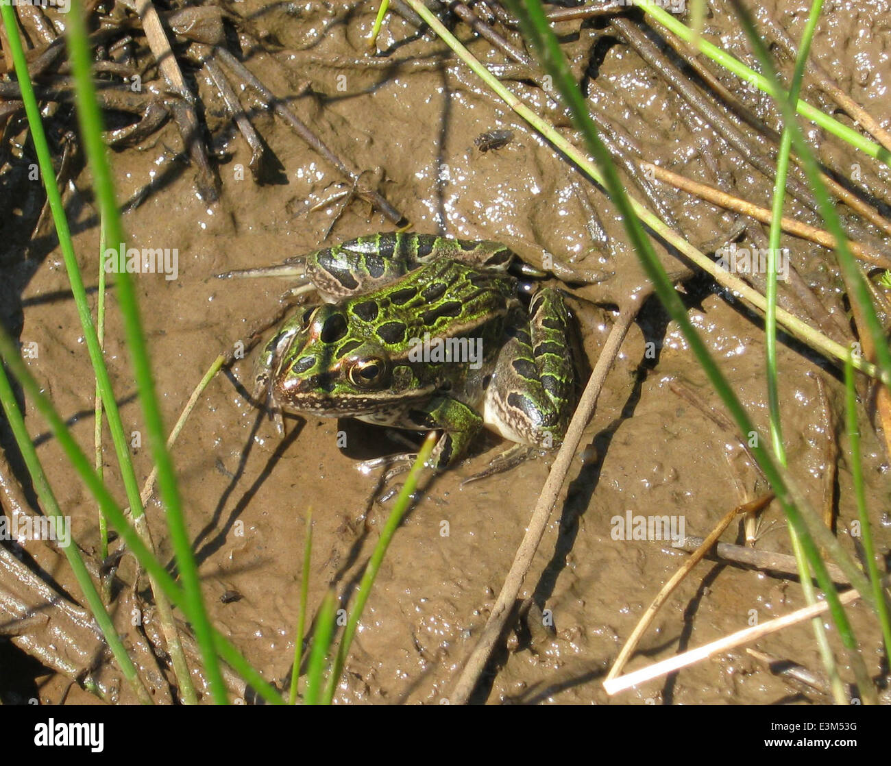 The Northern Leopard Frog is found in Coconino National Forest, Arizona ...