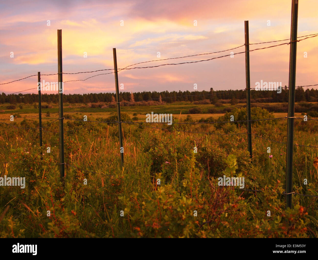 Hart prairie hi-res stock photography and images - Alamy