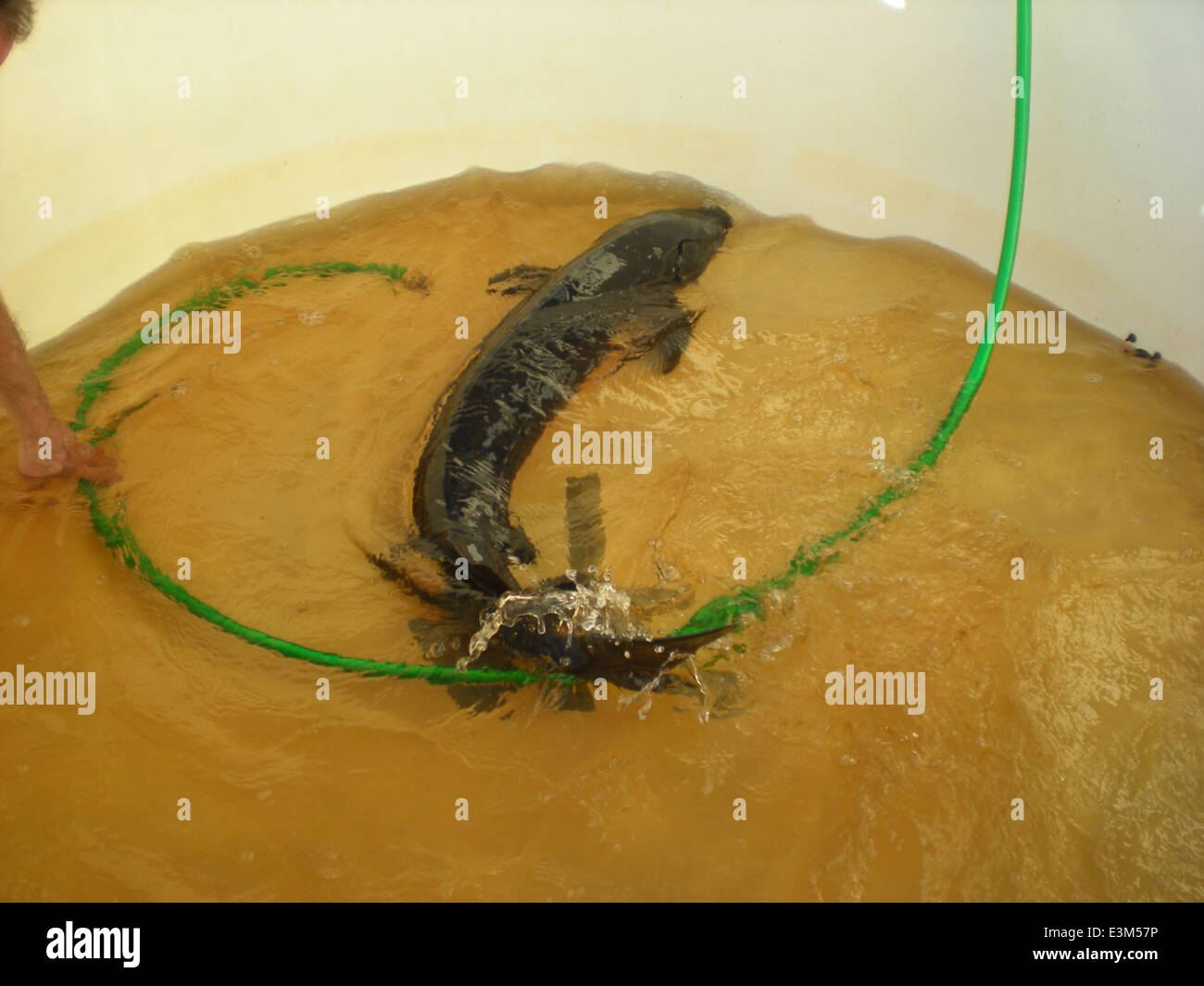 The Lake Sturgeon, a species being monitored and protected by the U.S ...