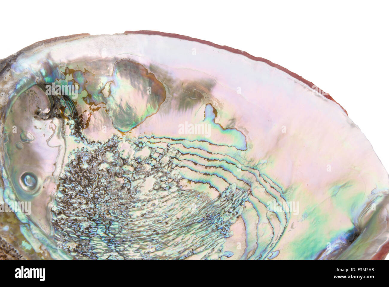 abalone shell inside Stock Photo - Alamy