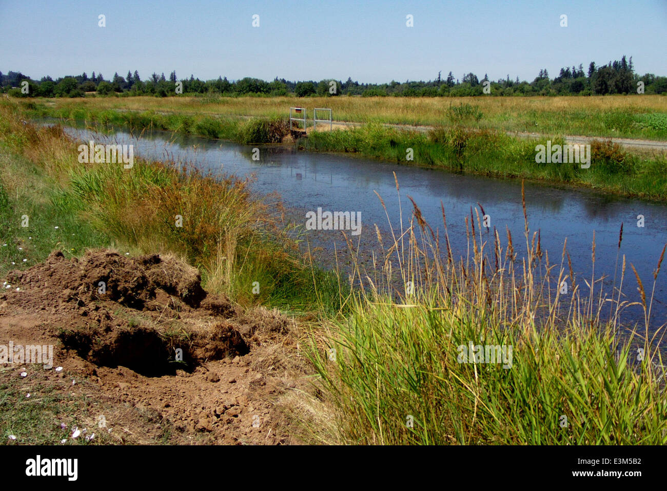 Nutria damage hi-res stock photography and images - Alamy