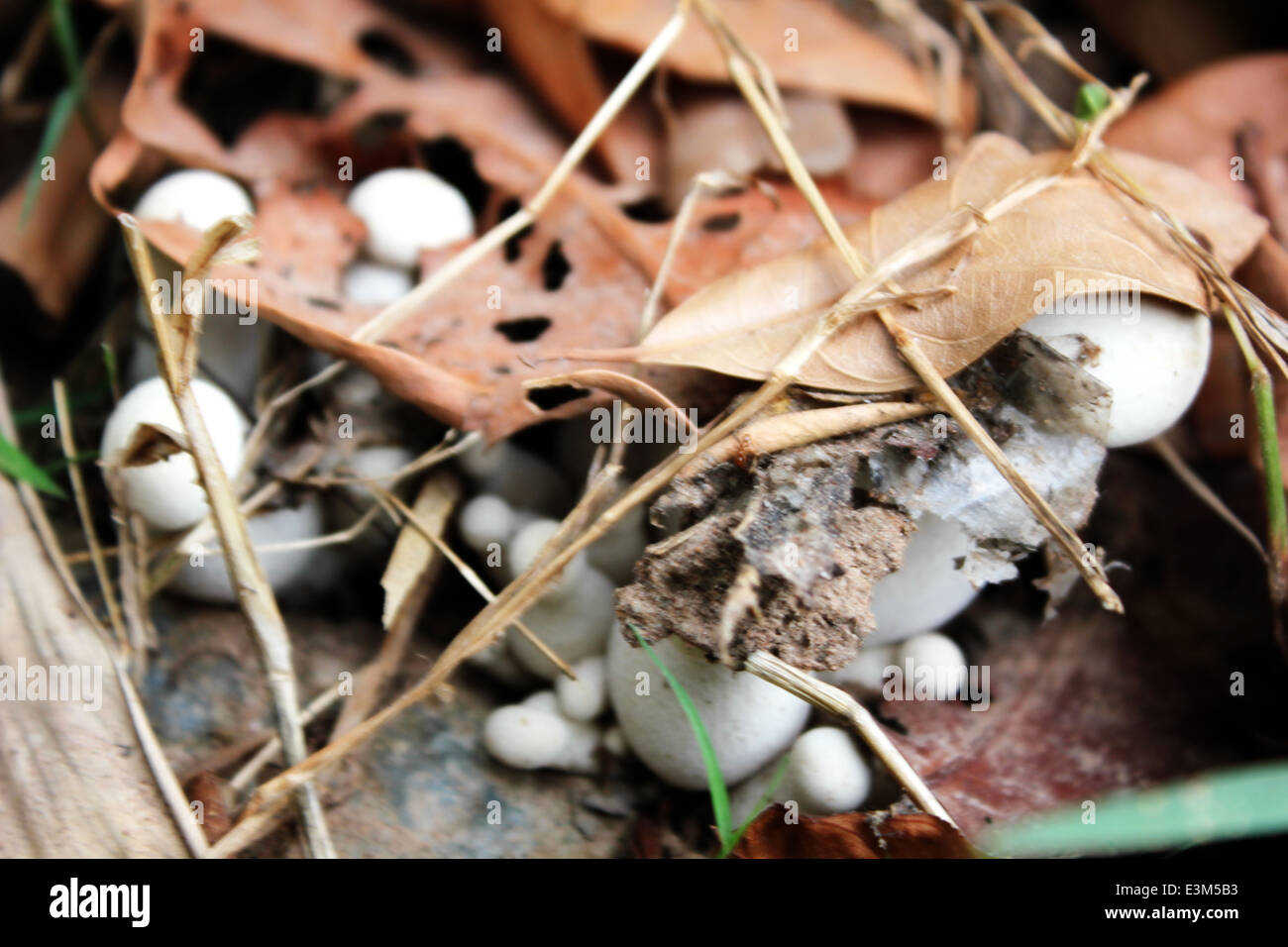 Spring agaricus mushroom hi-res stock photography and images - Alamy