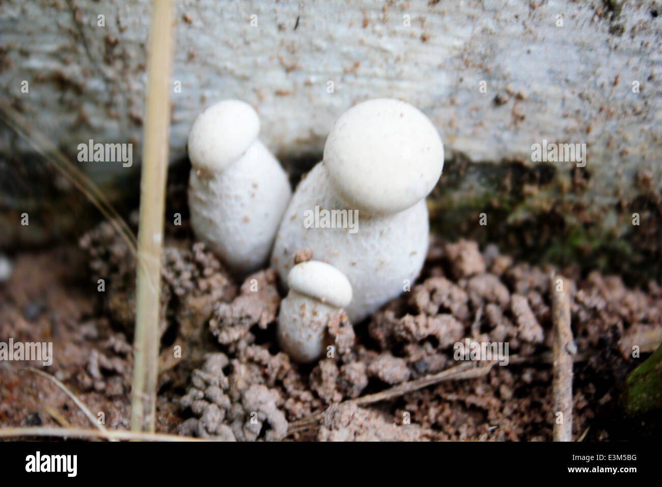 Spring agaricus mushroom hi-res stock photography and images - Alamy