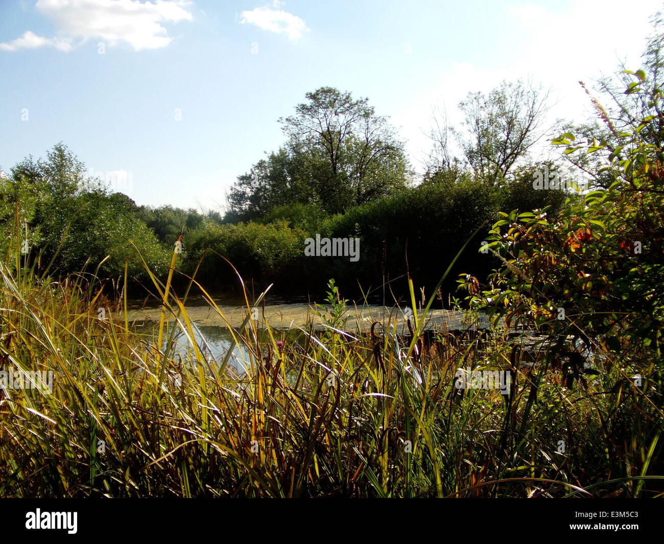 Filming a nutria in its natural habitat, this footage captures the ...