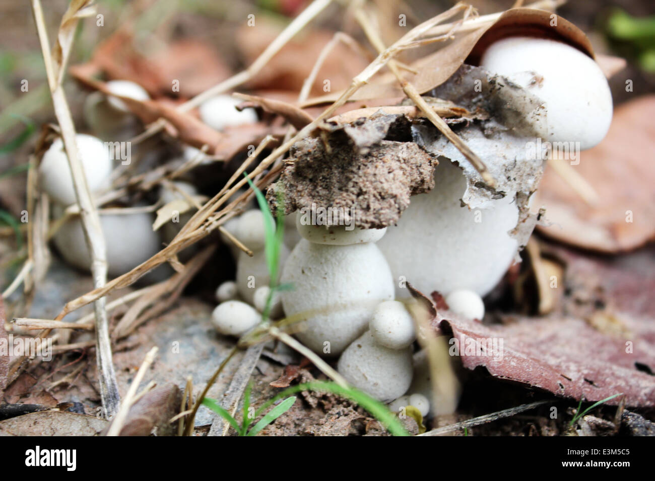 Spring agaricus mushroom hi-res stock photography and images - Alamy