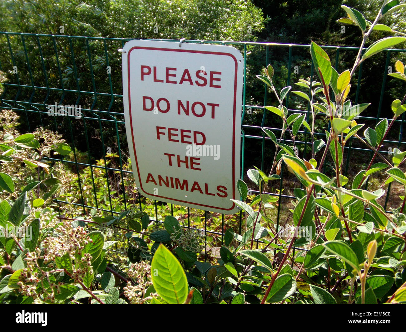 Nutria are an invasive species that cause significant damage to wetland ...