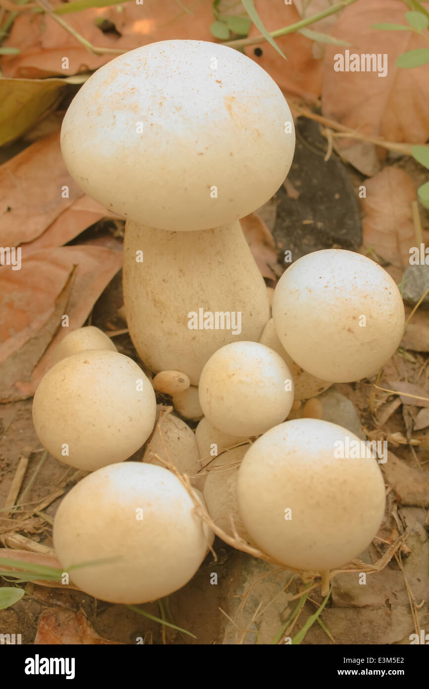 Spring agaricus mushroom hi-res stock photography and images - Alamy