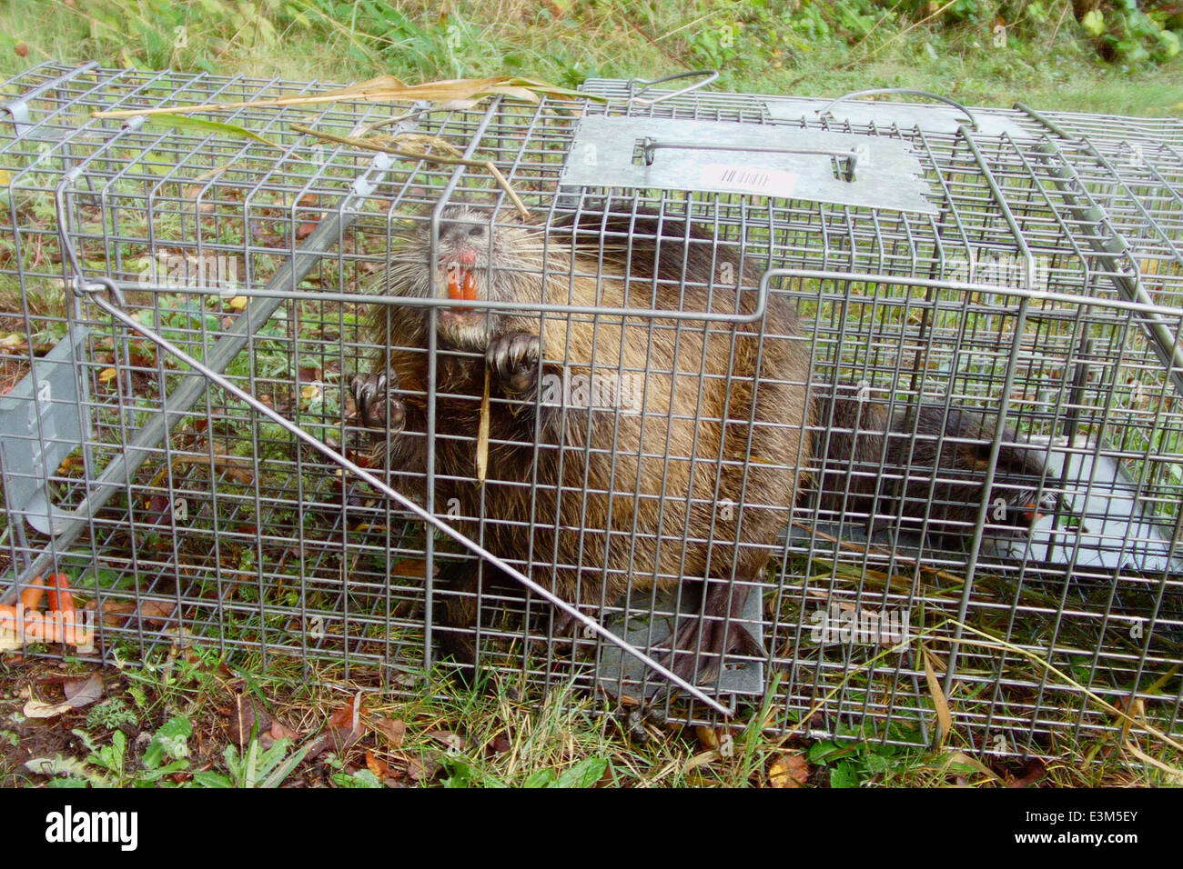 Nutria, an invasive species, is shown in a cage in this image. Native ...