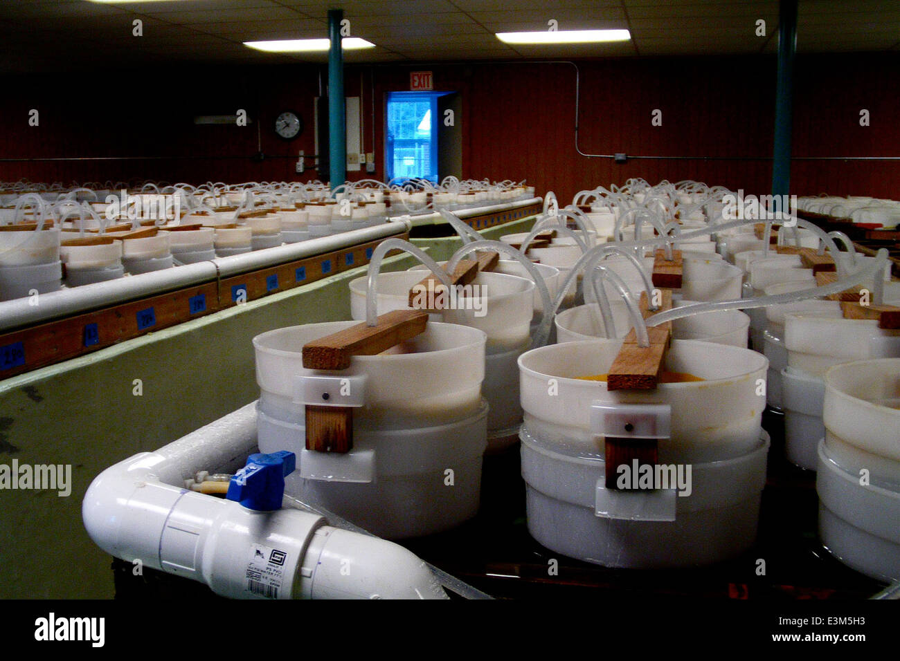Fish eggs are stored at the Carson National Fish Hatchery for breeding ...