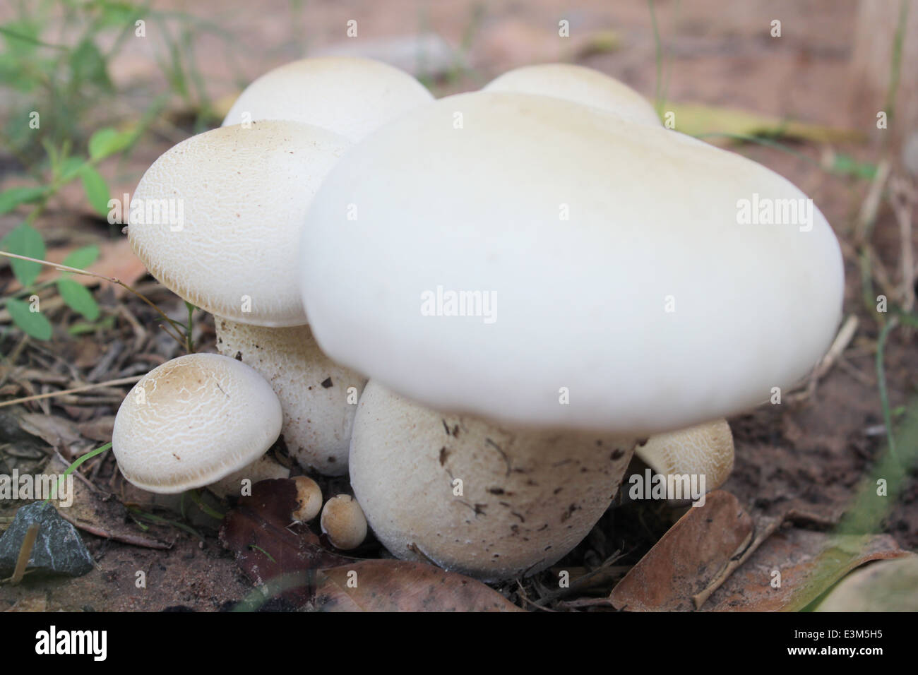 Spring agaricus mushroom hi-res stock photography and images - Alamy