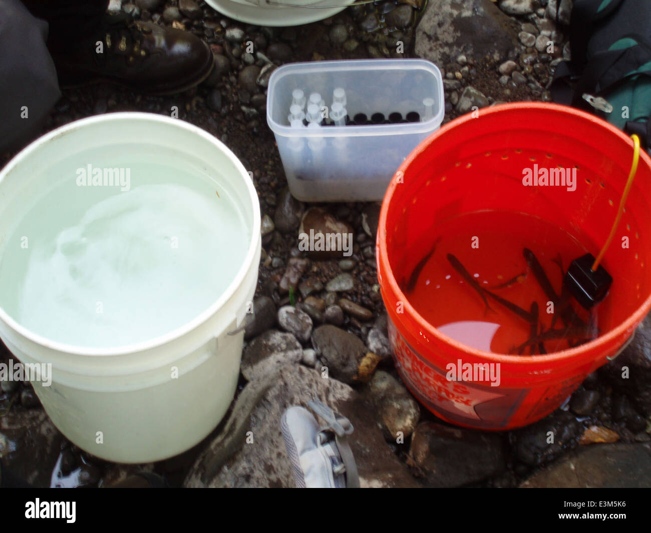 Fish tagging at Eagle Creek involves the use of anesthetic buckets to ...