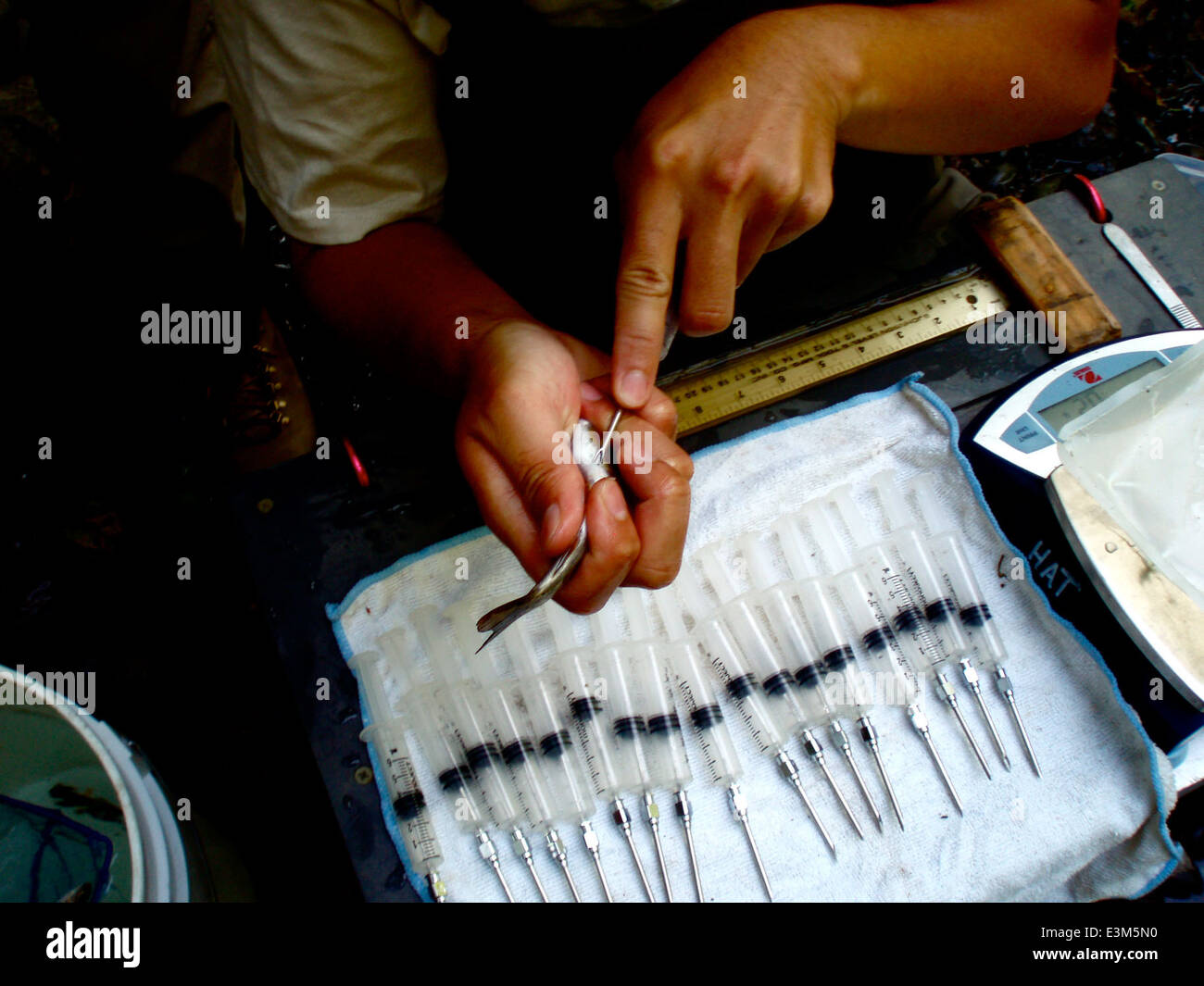 Steelhead are tagged using Passive Integrated Transponder (PIT) tags in ...