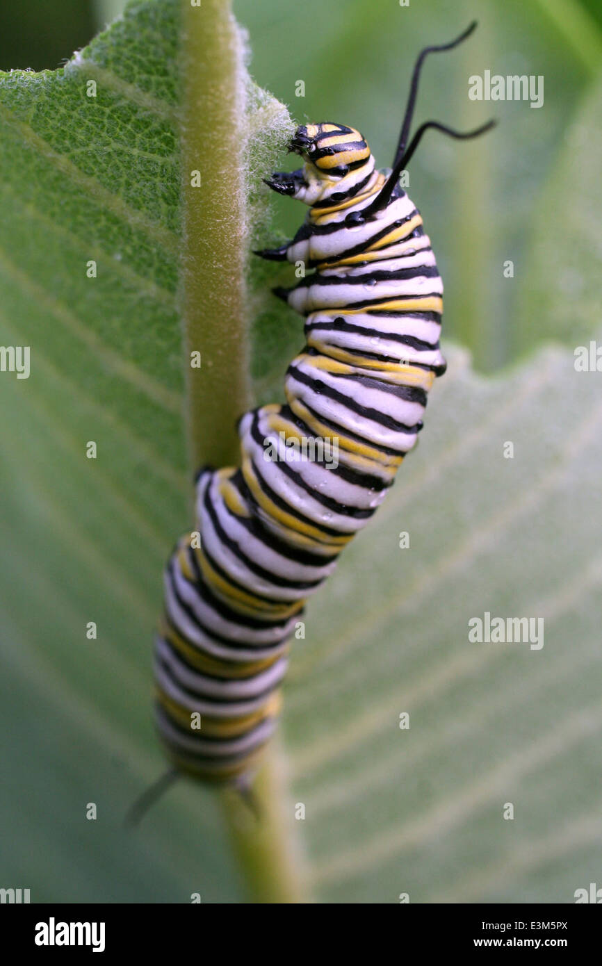 Monarch butterfly larvae are photographed in their early stages ...