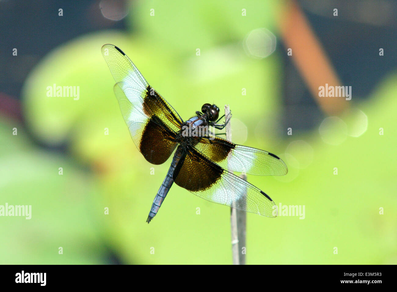 The widow skimmer, a type of dragonfly, is featured in the U.S. Fish ...