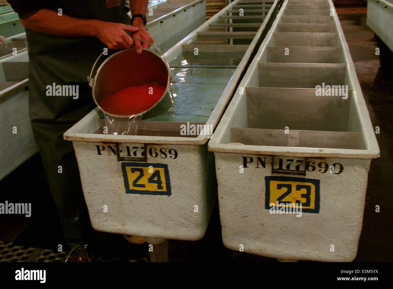 At the Spring Creek National Fish Hatchery, fish eggs are carefully ...