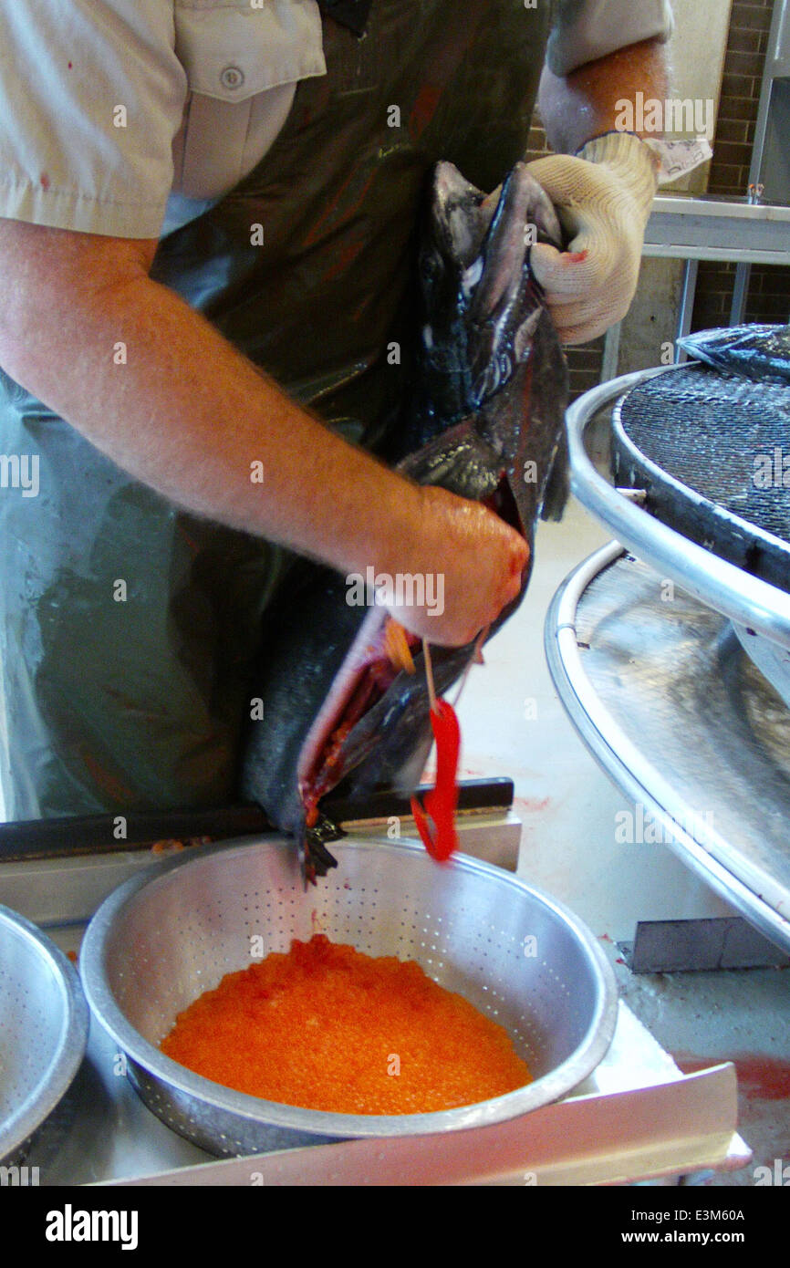 Spring creek national fish hatchery hi-res stock photography and images ...