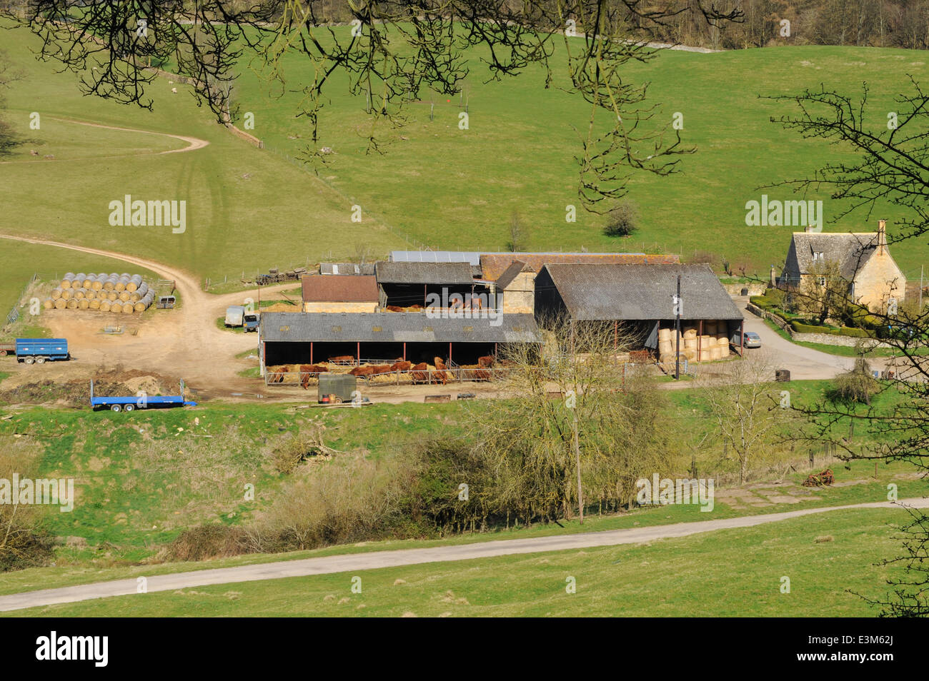 Cotswold livestock hi-res stock photography and images - Alamy