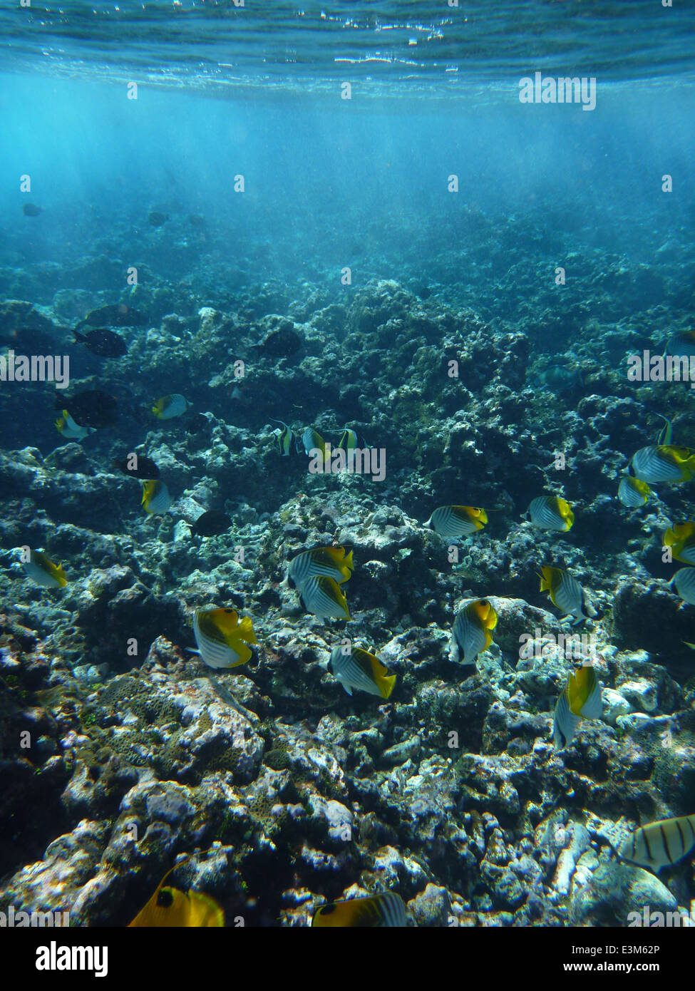 A vibrant reef scene at Tern Island, part of the French Frigate Shoals ...