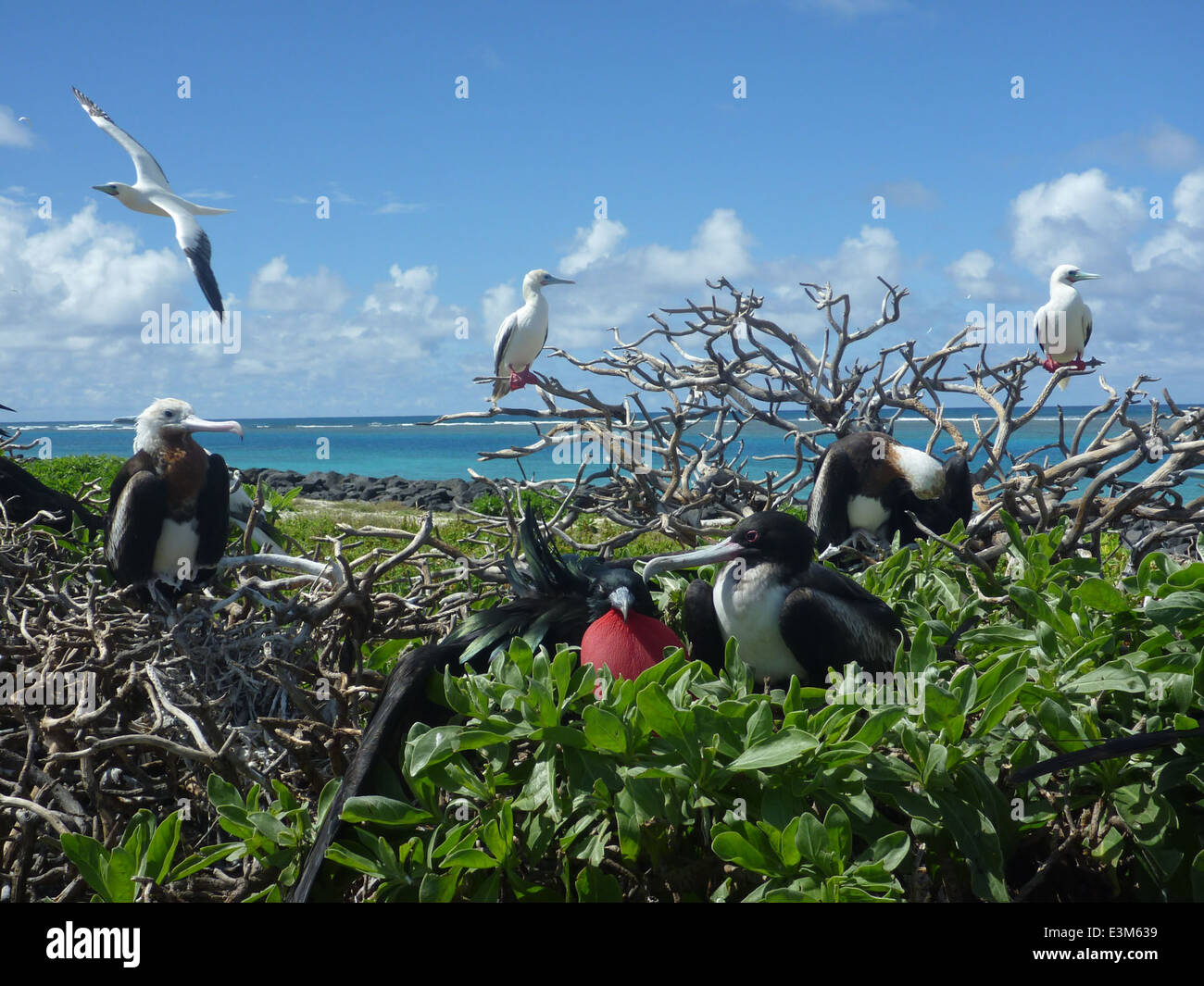 Tern island french frigate shoals hi-res stock photography and images ...