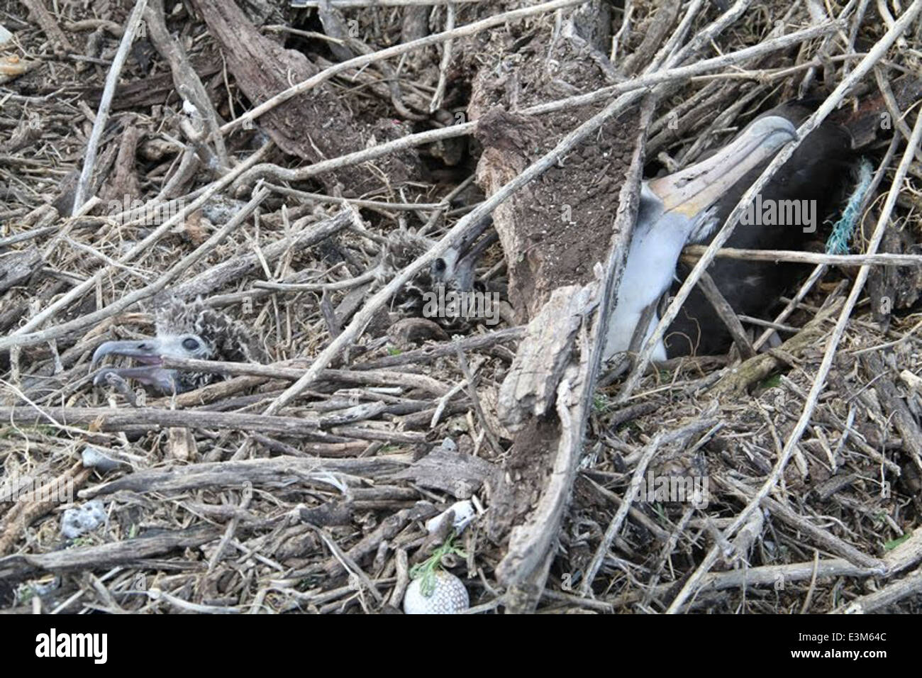 A stranded albatross and its chicks were rescued and safely released ...