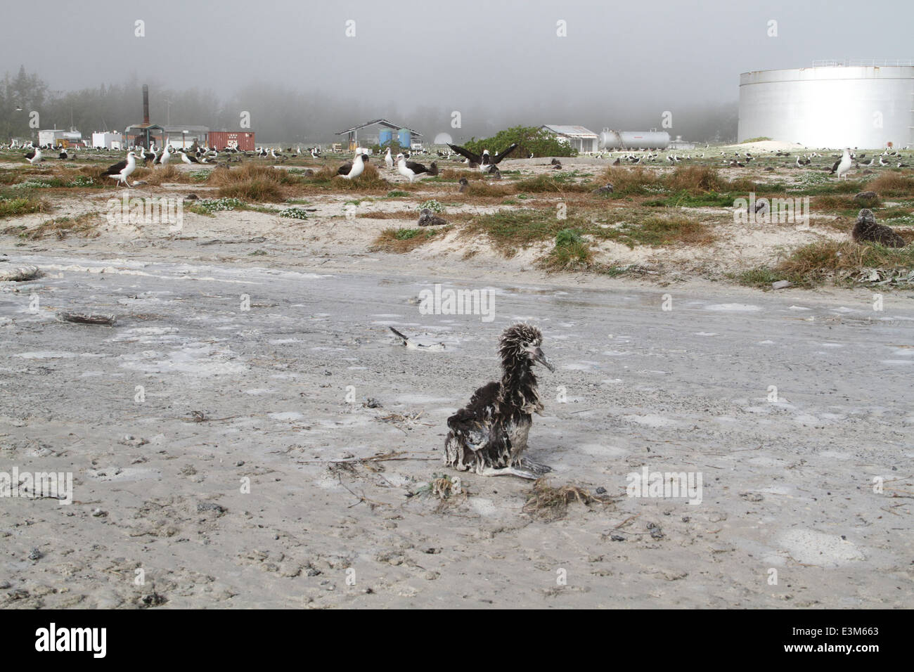 An albatross on Midway Atoll demonstrates resilience as it survives the ...