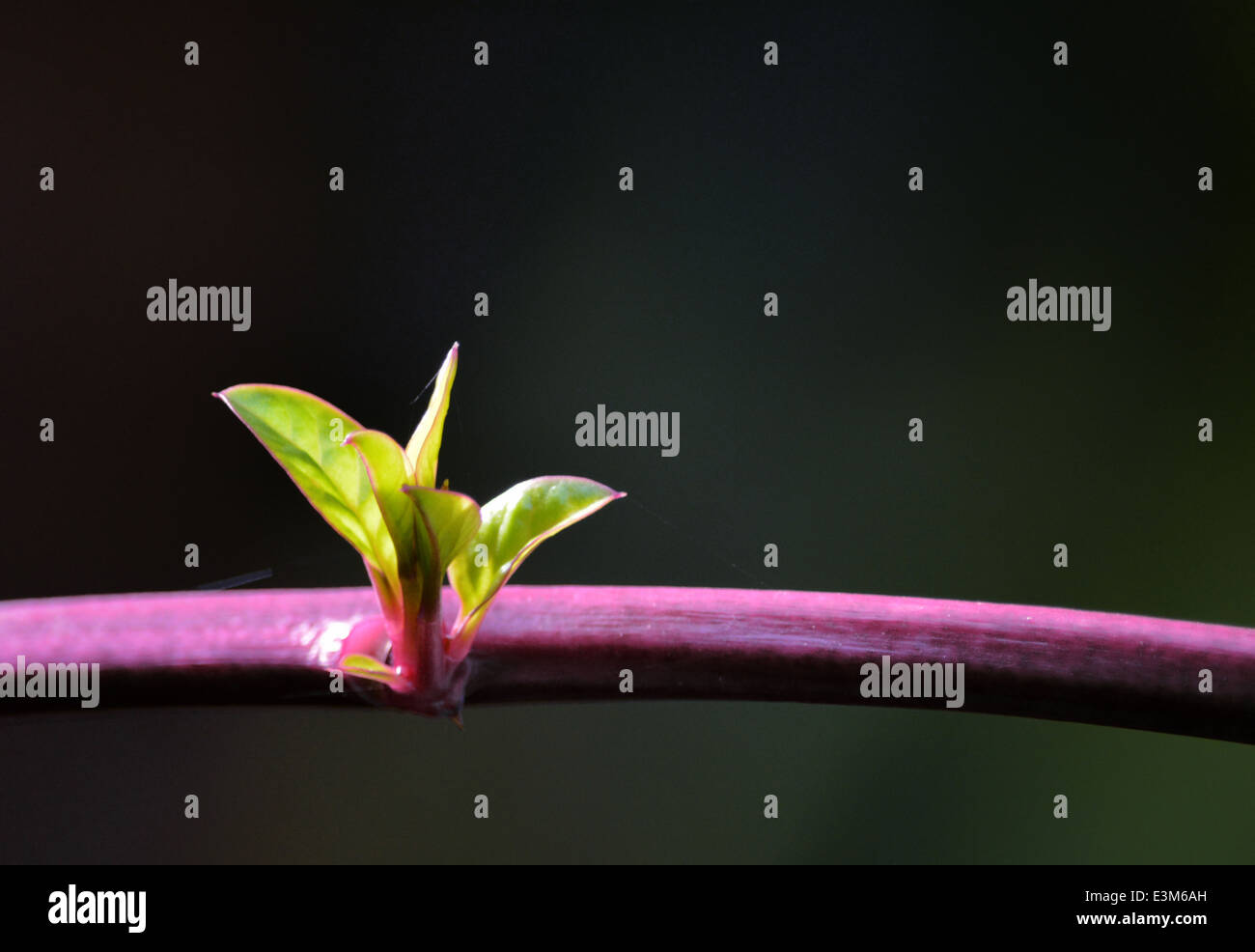 Red malabar spinach hi-res stock photography and images - Alamy