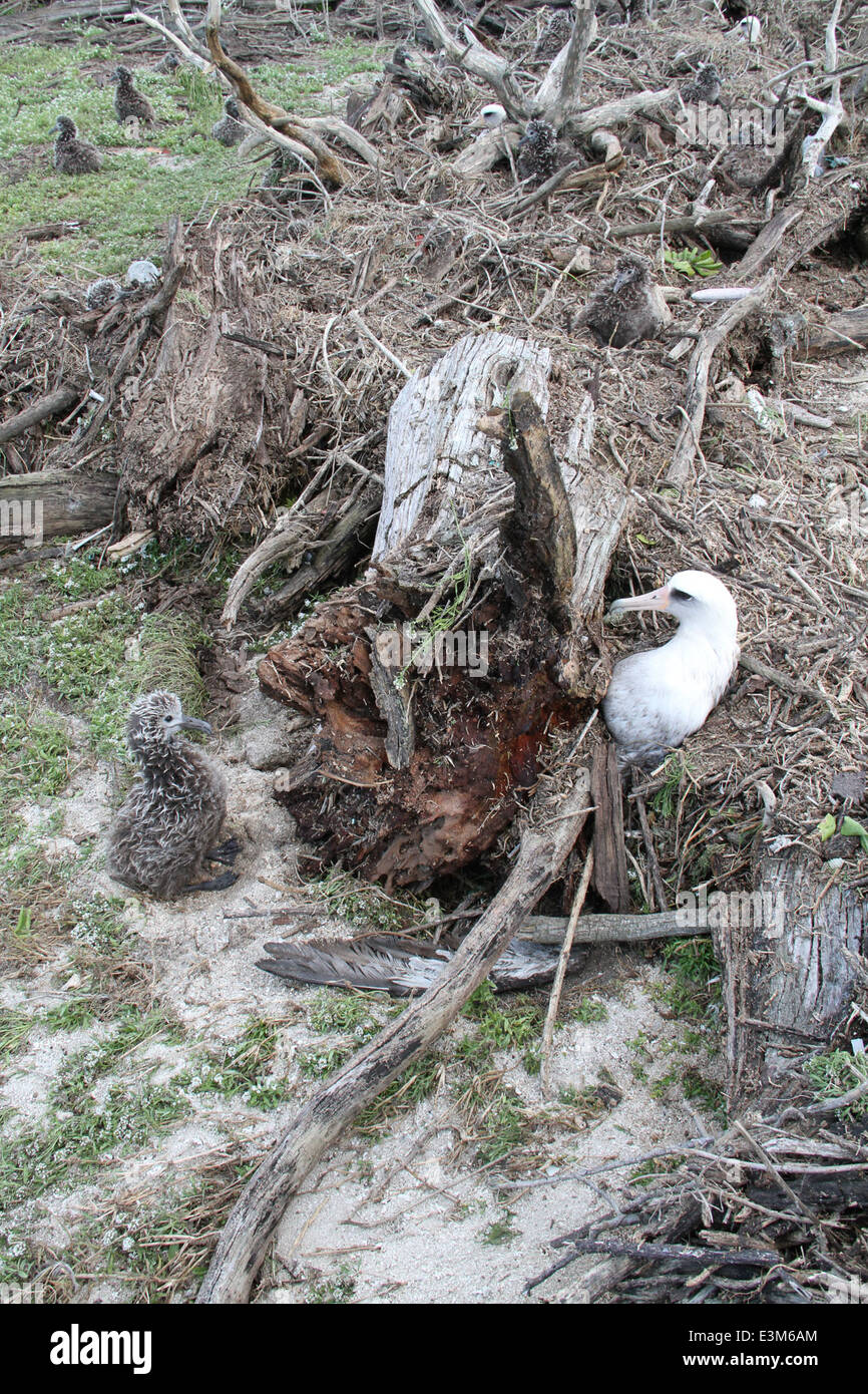 The Laysan Albatross, a large seabird, is seen on Midway Atoll with a ...