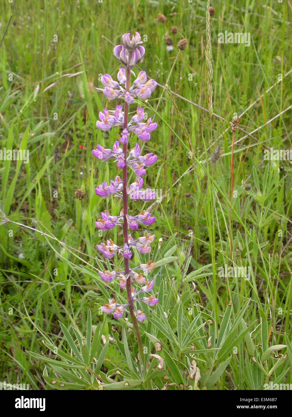 Kincaid's Lupine, a rare and endangered species native to Oregon, is an ...