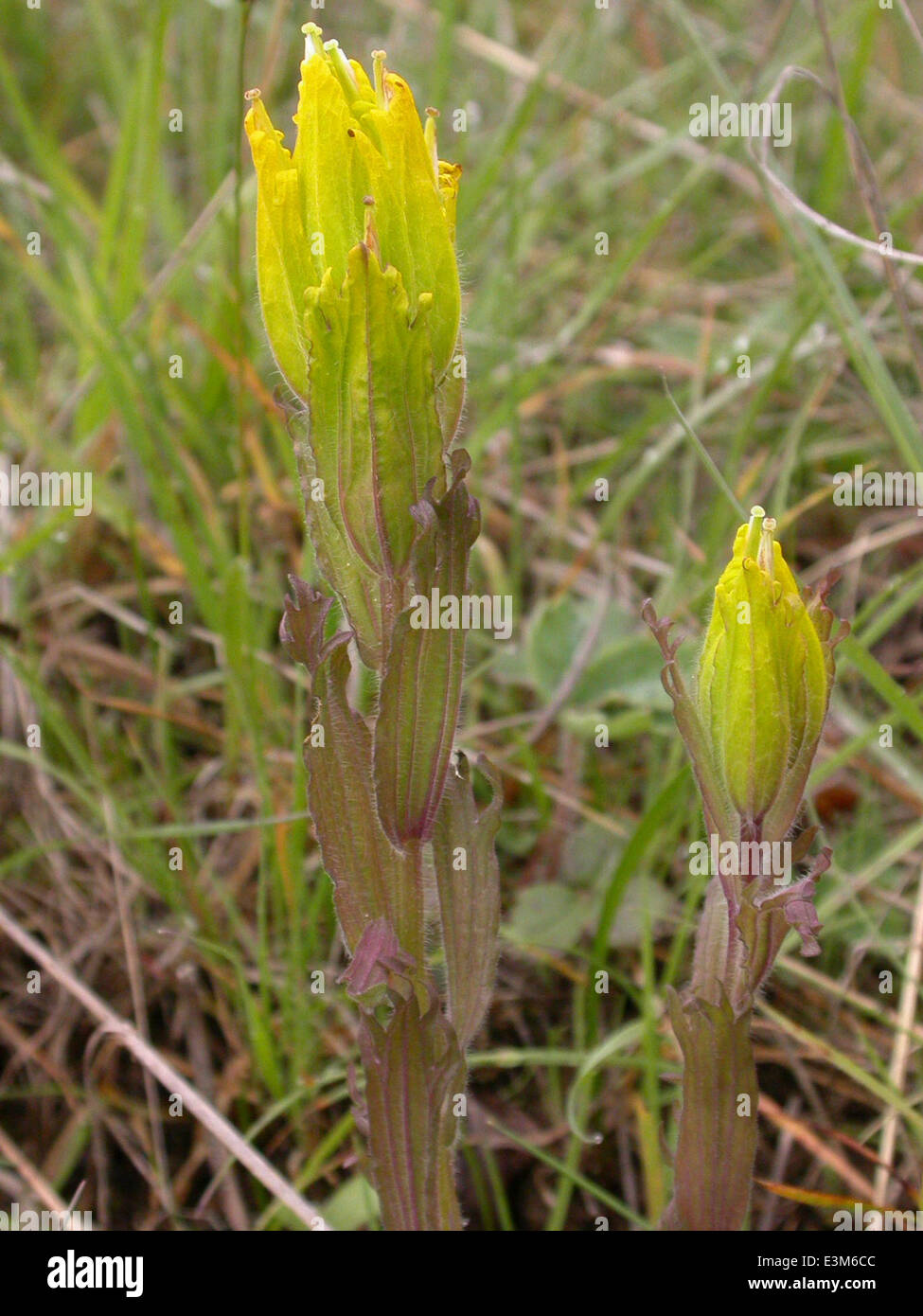 Golden Paintbrush (Castilleja levisecta), a threatened plant species ...