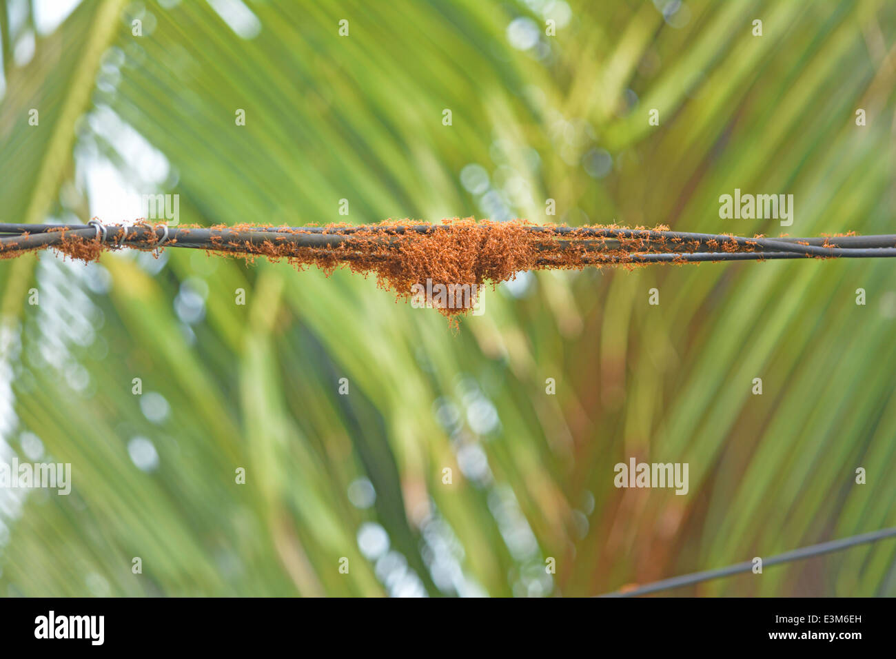Ant making an effort hi-res stock photography and images - Alamy