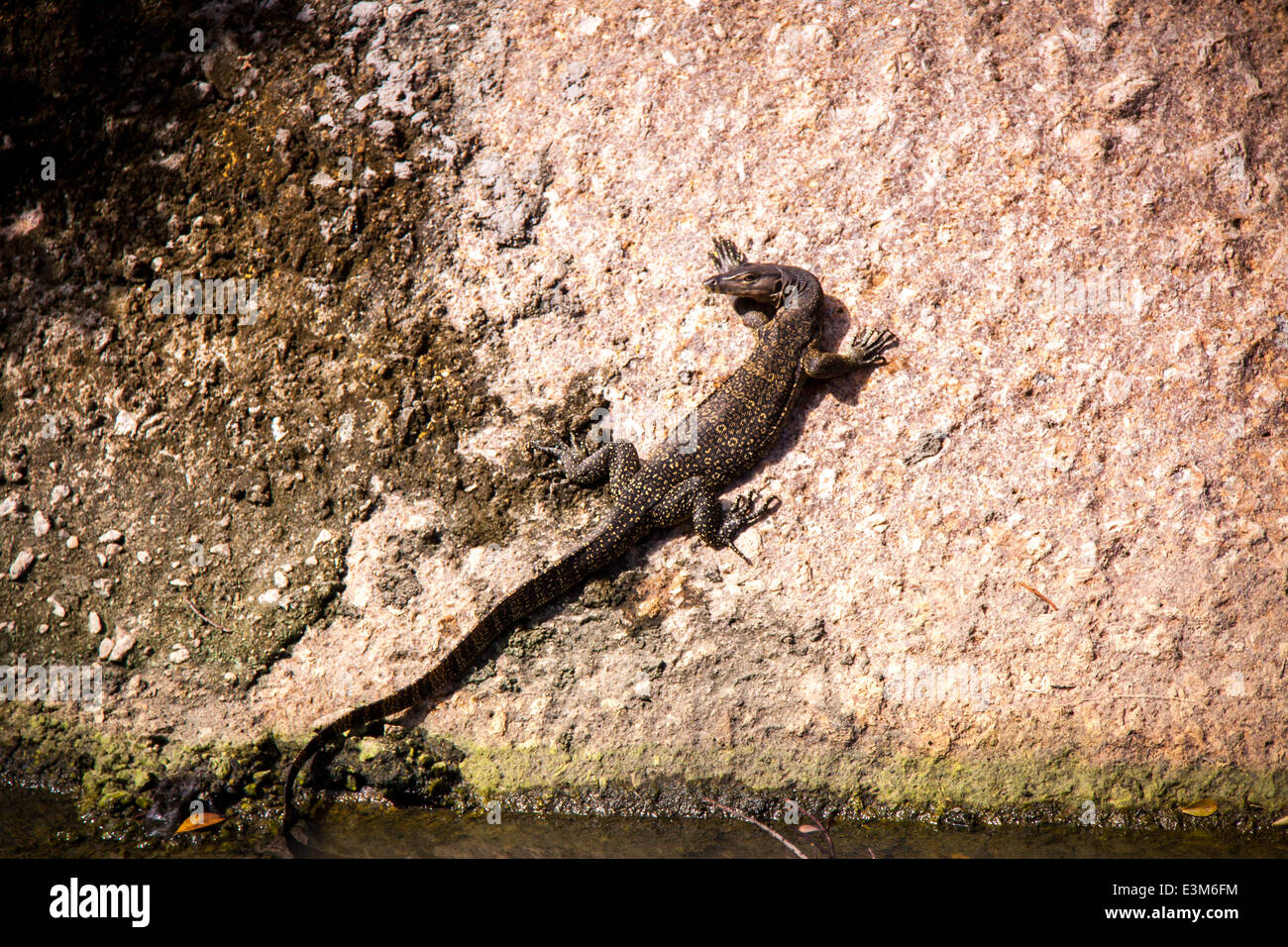 Side view of a small monitor lizard sunning on a ledge to maintain its ...