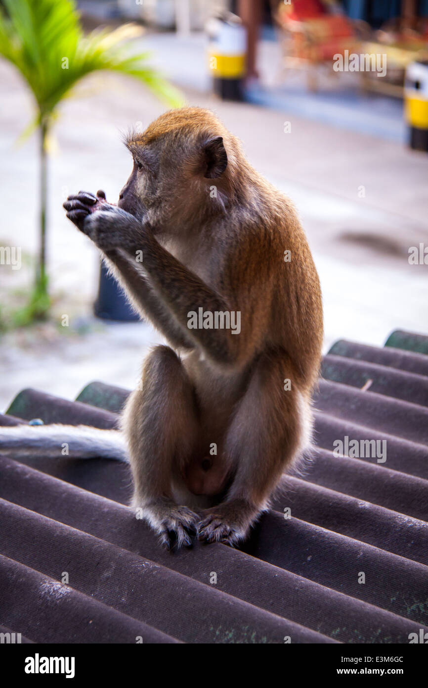 Adult macaque monkey sitting eating fruit on a stone wall with a green ...