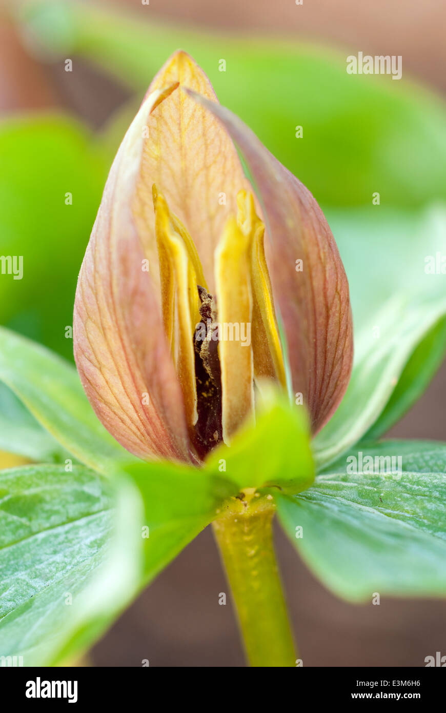 Trillium simile, Wood Lilly . Perennial, May. Orange flower Stock Photo ...