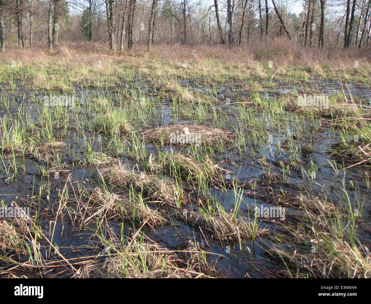 The nesting site of the endangered Whooping Crane is a critical area ...