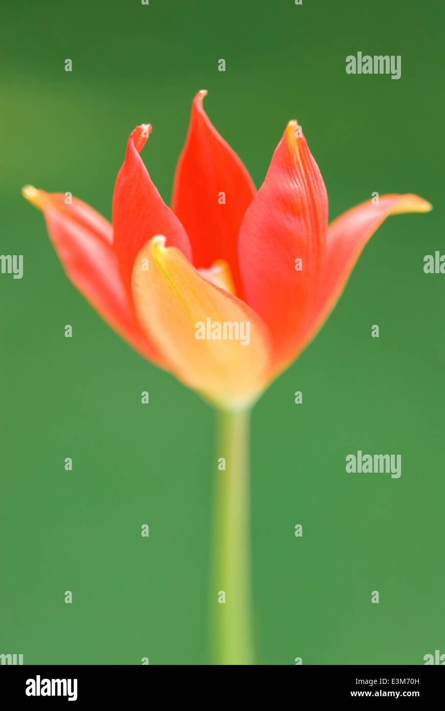 Tulipa sprengeri, Tulip. Bulb, May.Red and yellow single tulip Stock ...
