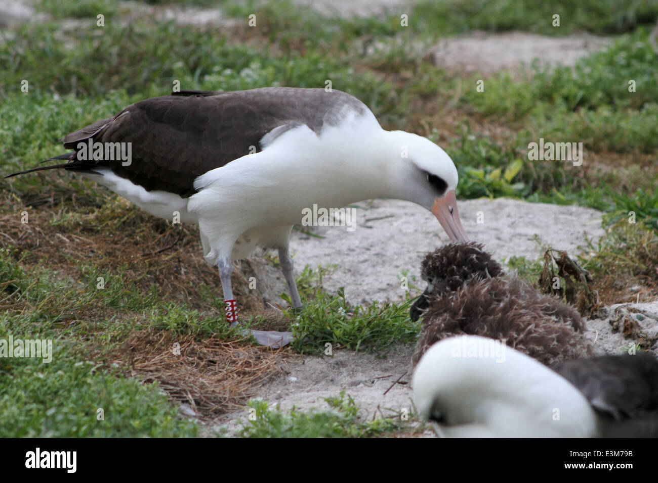Wisdom, a Laysan albatross, returns to feed her chick at the Midway ...
