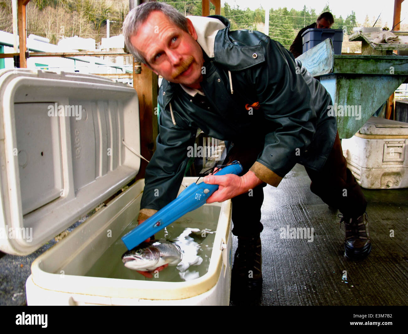 Researchers are searching for coded wire tags in Abernathy steelhead, a ...