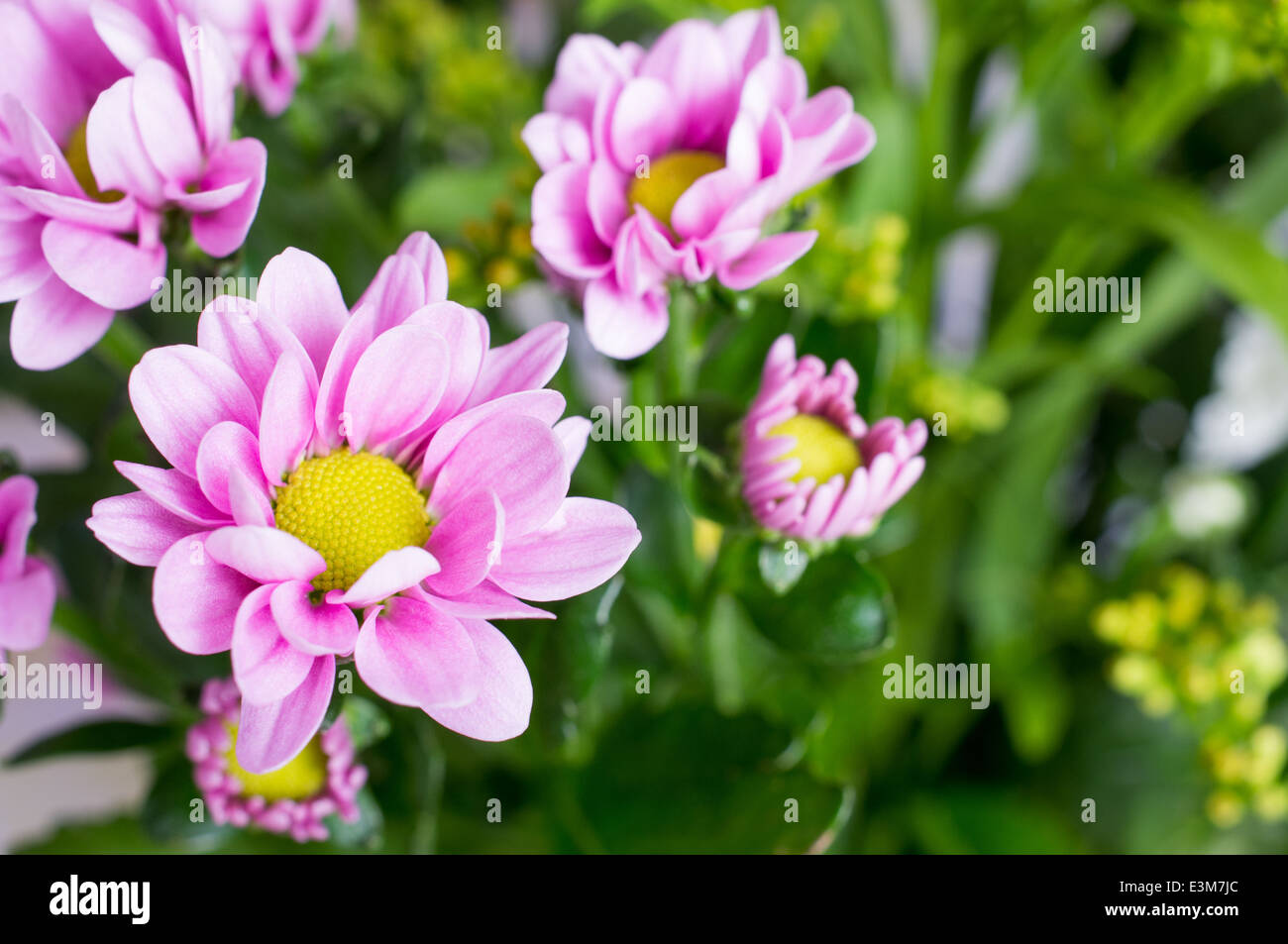 Beautiful spring flowers for postcard, greetings or background Stock ...