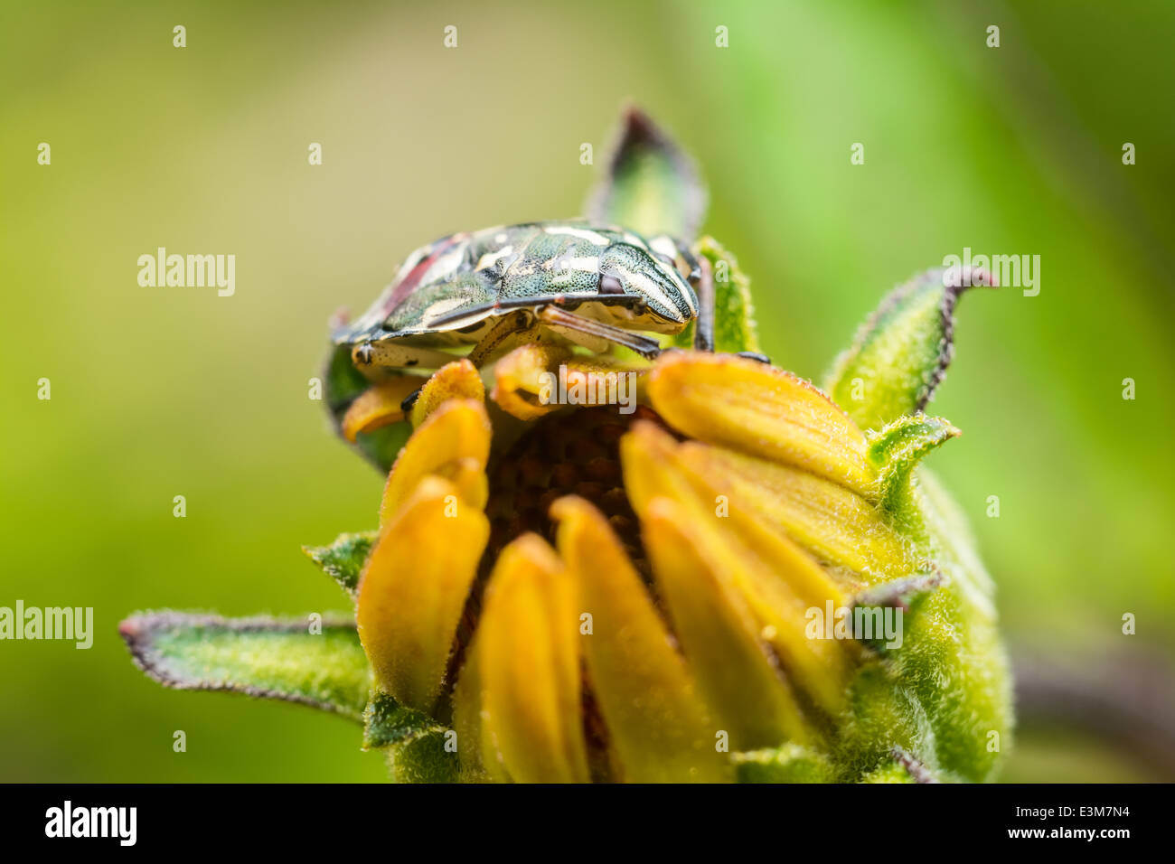 Bugs on yellow flower hi-res stock photography and images - Alamy