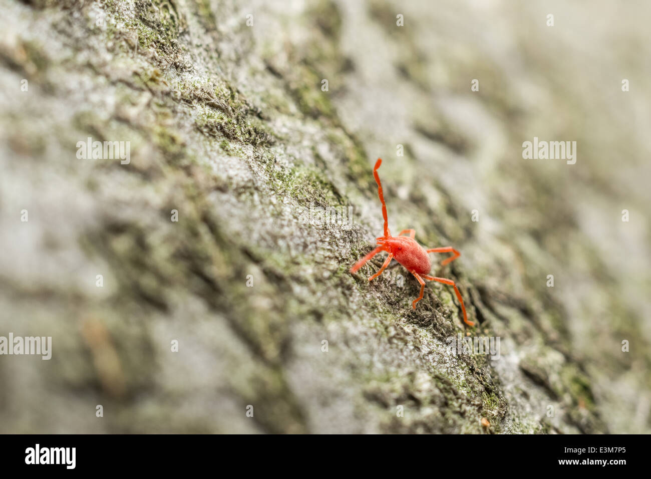 Red velvet mite hi-res stock photography and images - Alamy