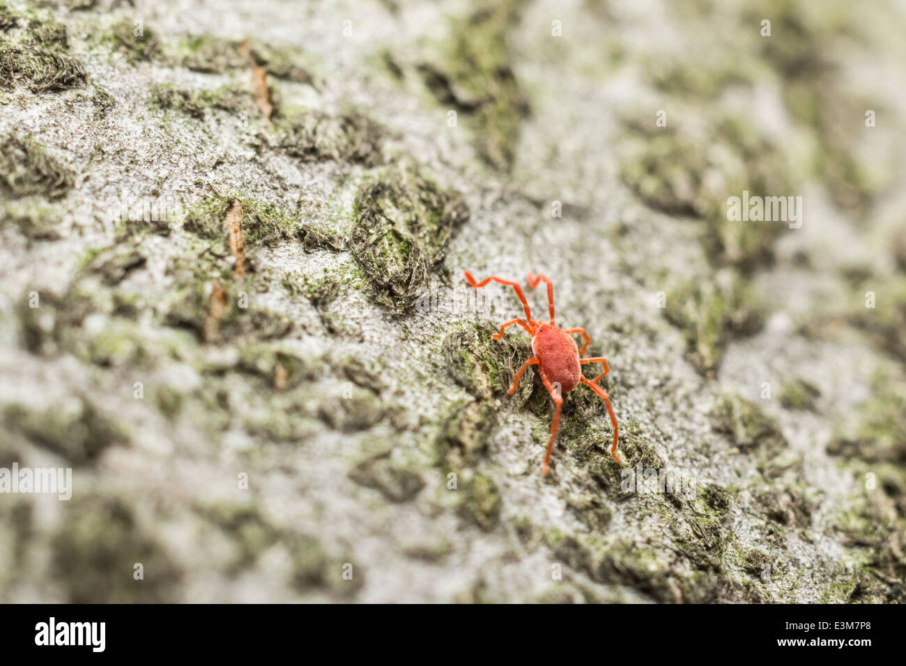 Red velvet mite hi-res stock photography and images - Alamy