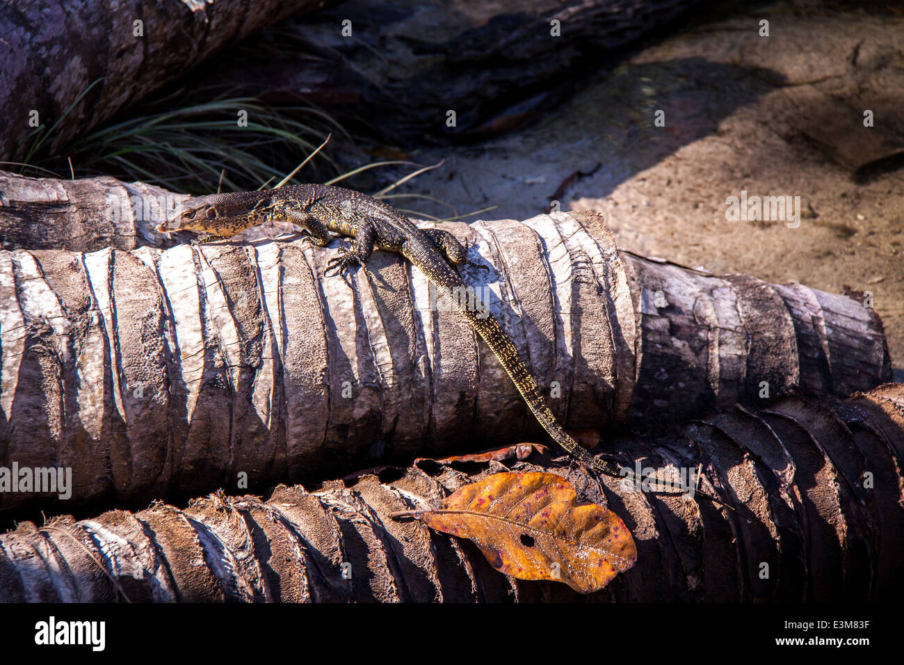 Side view of a small monitor lizard sunning on a ledge to maintain its ...