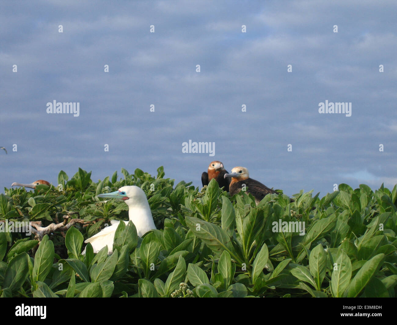 A red-footed booby and two frigatebirds were spotted on Midway Atoll ...
